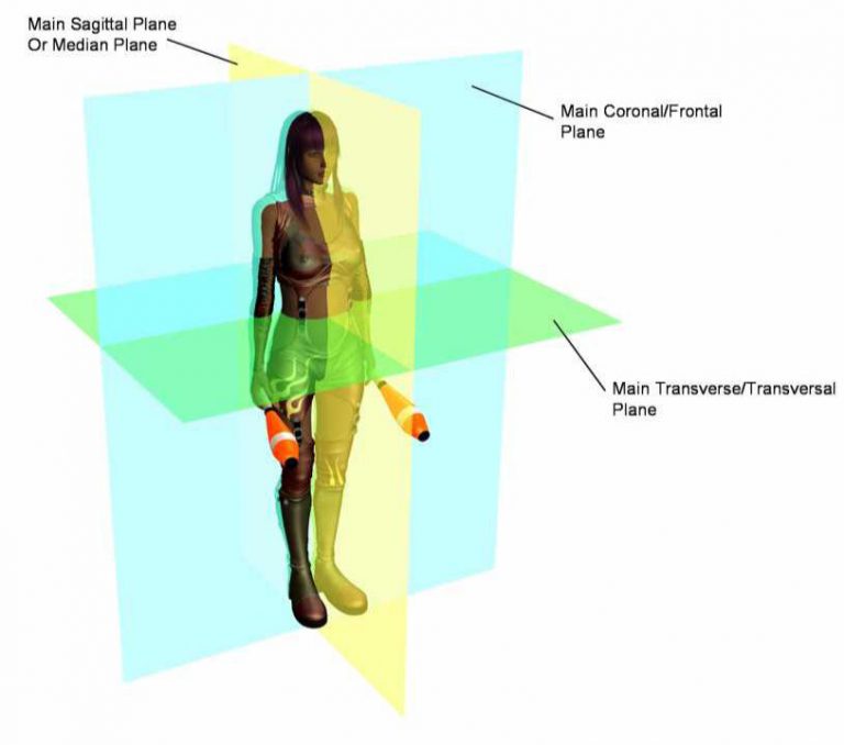 Cours anatomie 1ere année medecine: Anatomie humaine - Cours Gratuit et ...