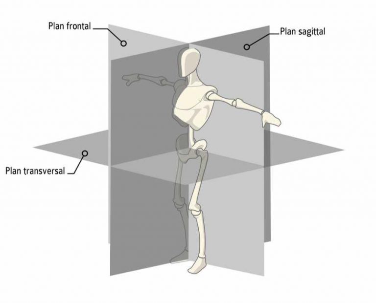 Cours anatomie 1ere année medecine: Anatomie humaine - Cours Gratuit et ...