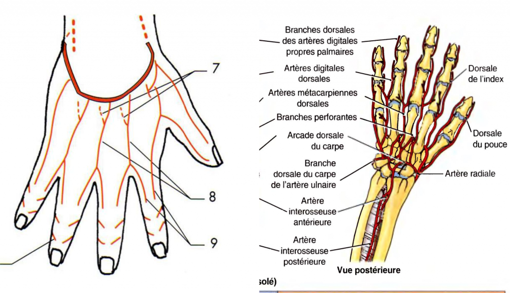 Cours anatomie 1ere année medecine : Artères de la main - Cours Gratuit ...