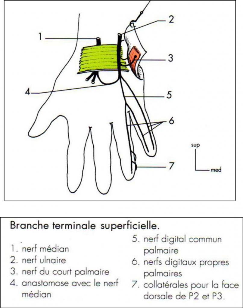 Cours Anatomie Nerf ulnaire nerf cutané médial- l’avant bras