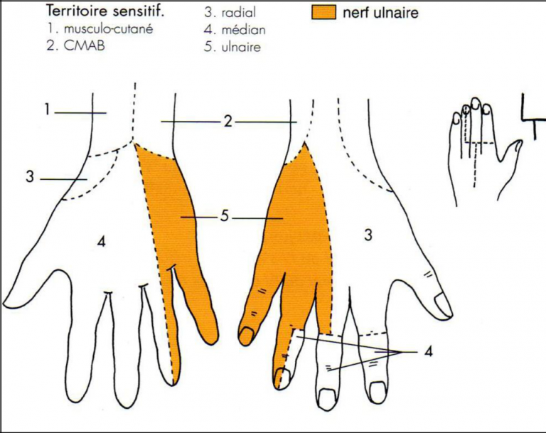 Cours Anatomie Nerf ulnaire nerf cutané médial- l’avant bras