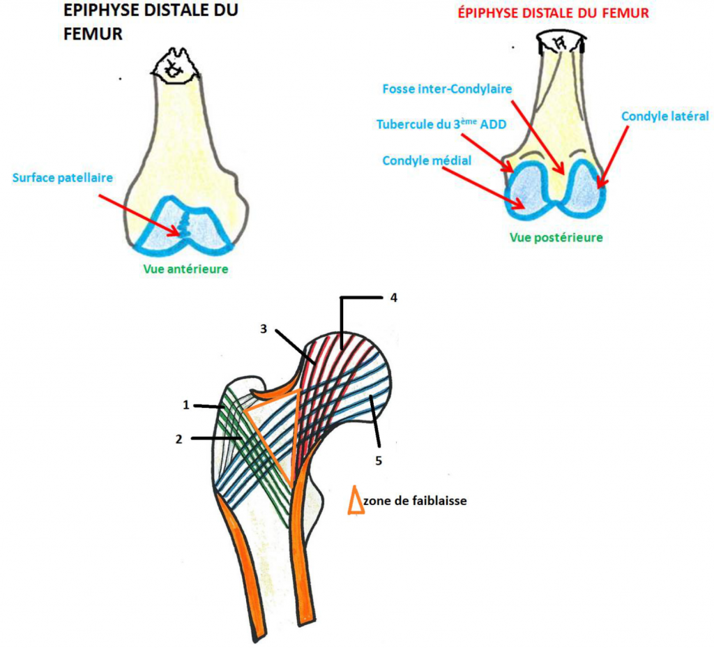 Cours anatomie humaine du membre inférieur Le fémur