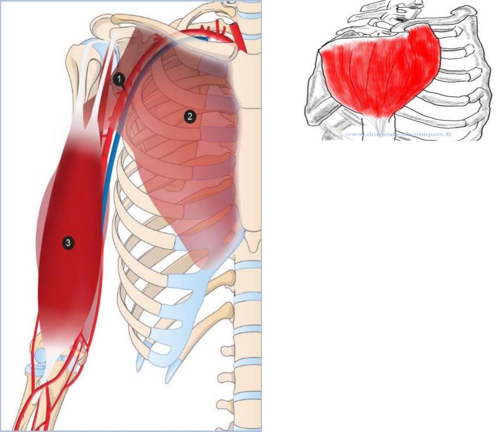 Cours anatomie 1ere année medecine : Artère axillaire - Cours Gratuit ...