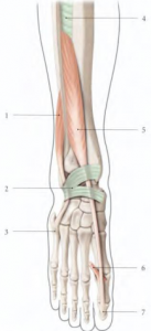 Cours anatomie medecine gratuit LES MUSCLES DE LA JAMBE